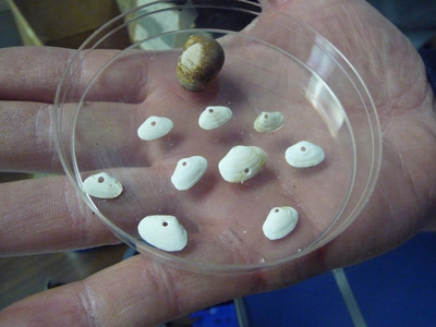 Moon Snail – Naticidae – Hewan