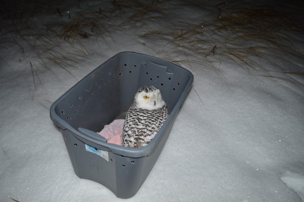 Biologists relocate snowy owls from Brunswick airport — Outdoors ...