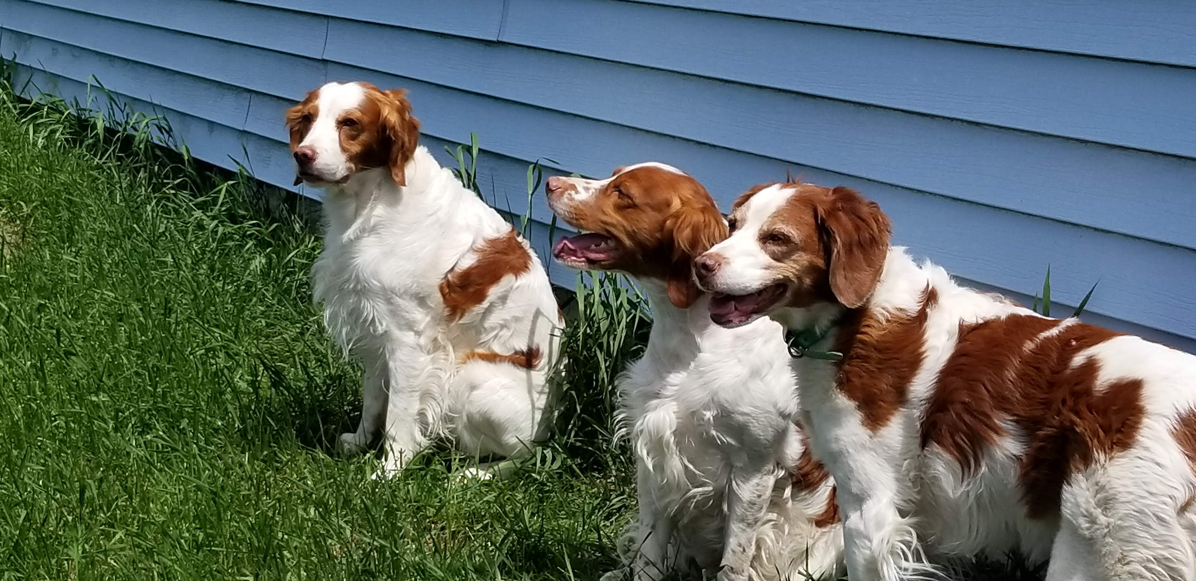 This is what my bird dogs would say if I asked them for training advice