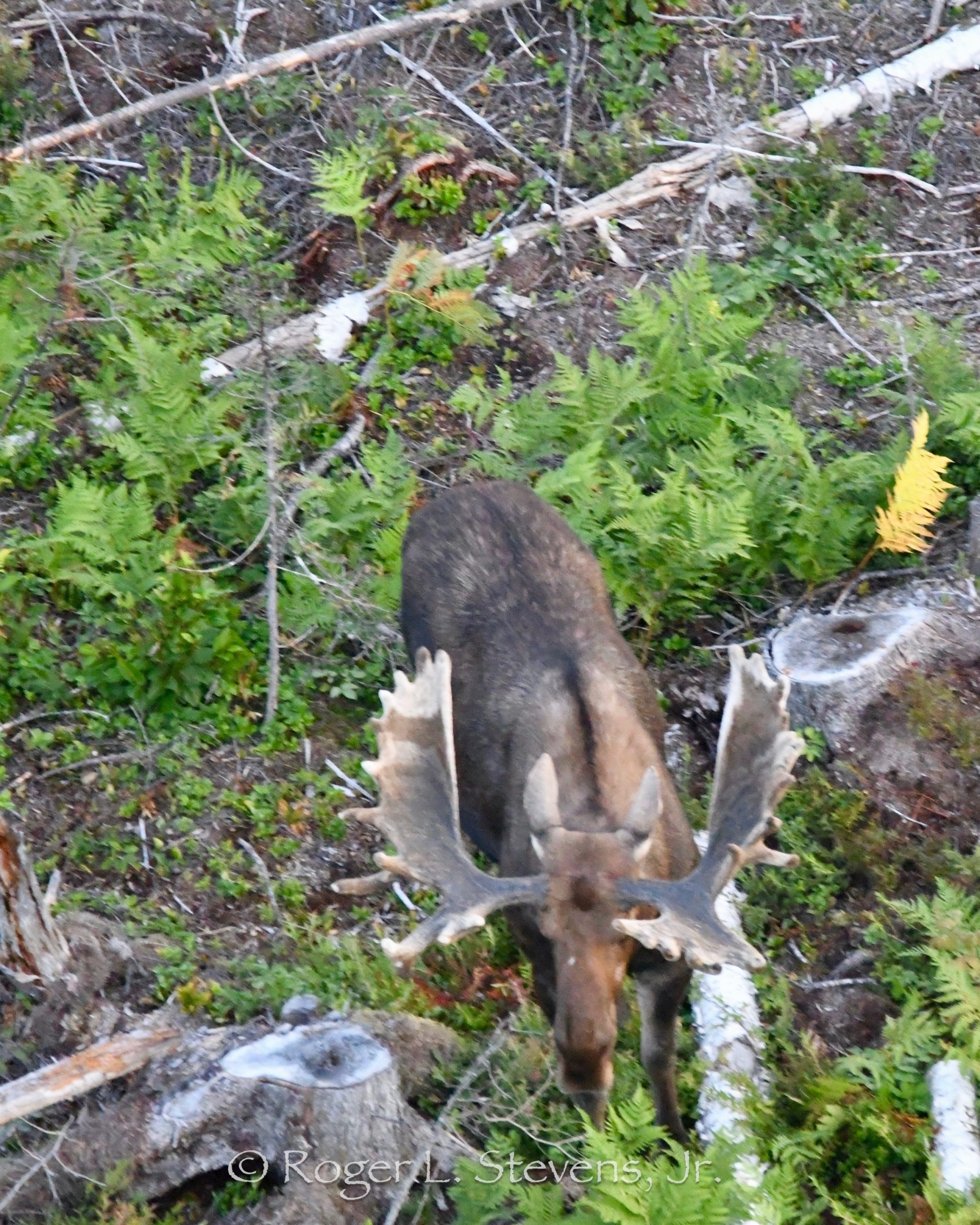 How this photographer saw 100 moose in one weekend in northern Maine ...