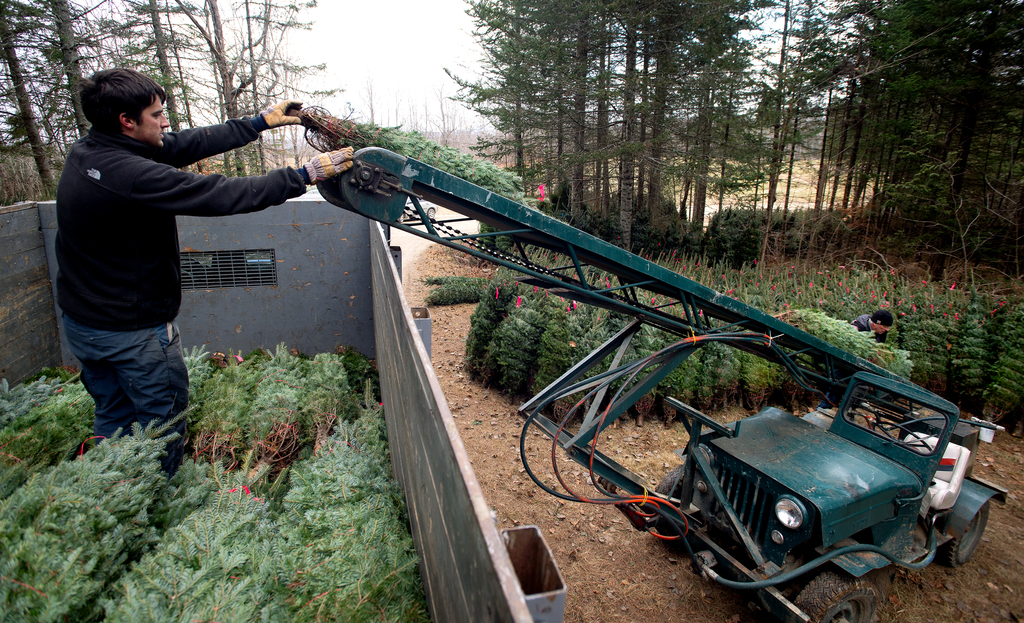 Tree farms expect good season as people look for joy during the pandemic