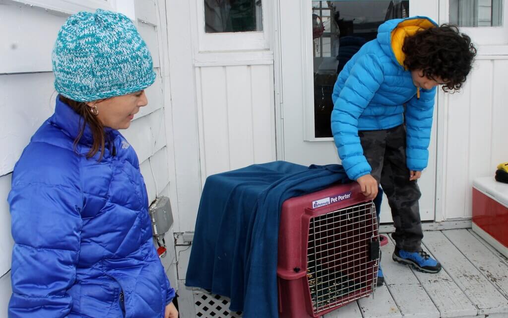 Madawaska boy rescues injured pigeon and sets it free after weeks of ...