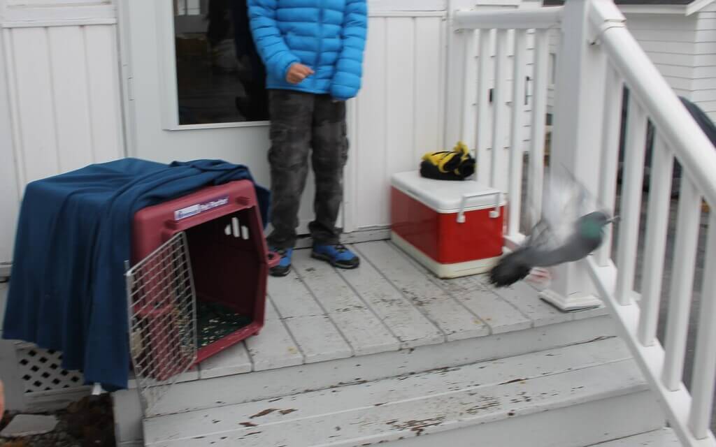 Madawaska boy rescues injured pigeon and sets it free after weeks of ...