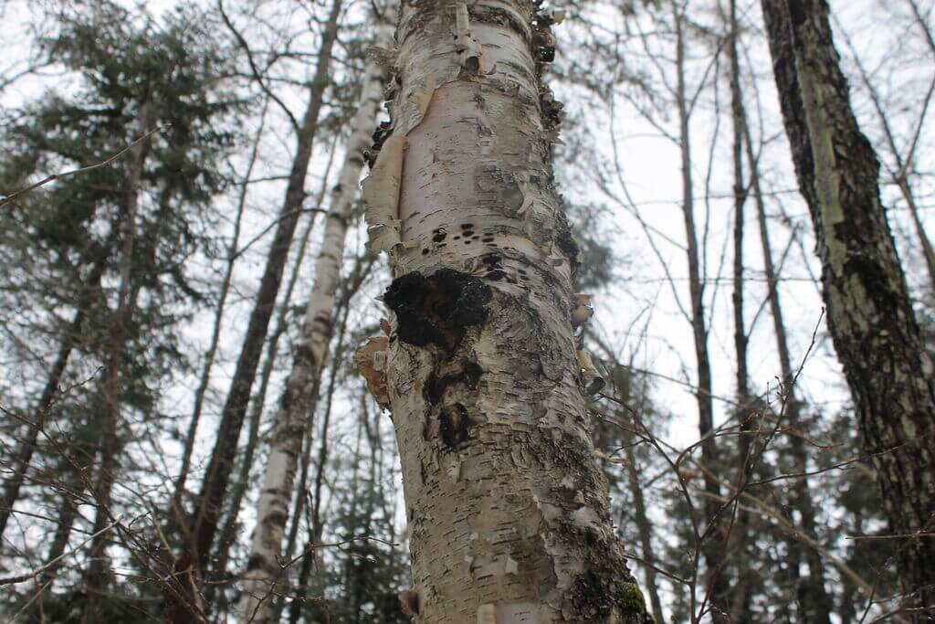 Some people believe chaga has powerful healing benefits