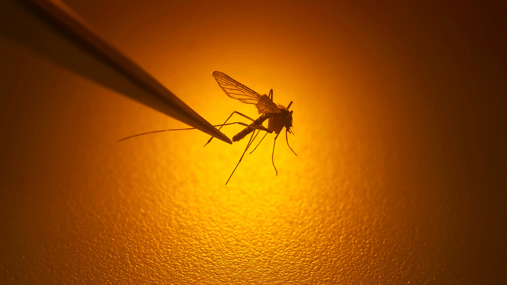 How to apply insect repellent in Maine