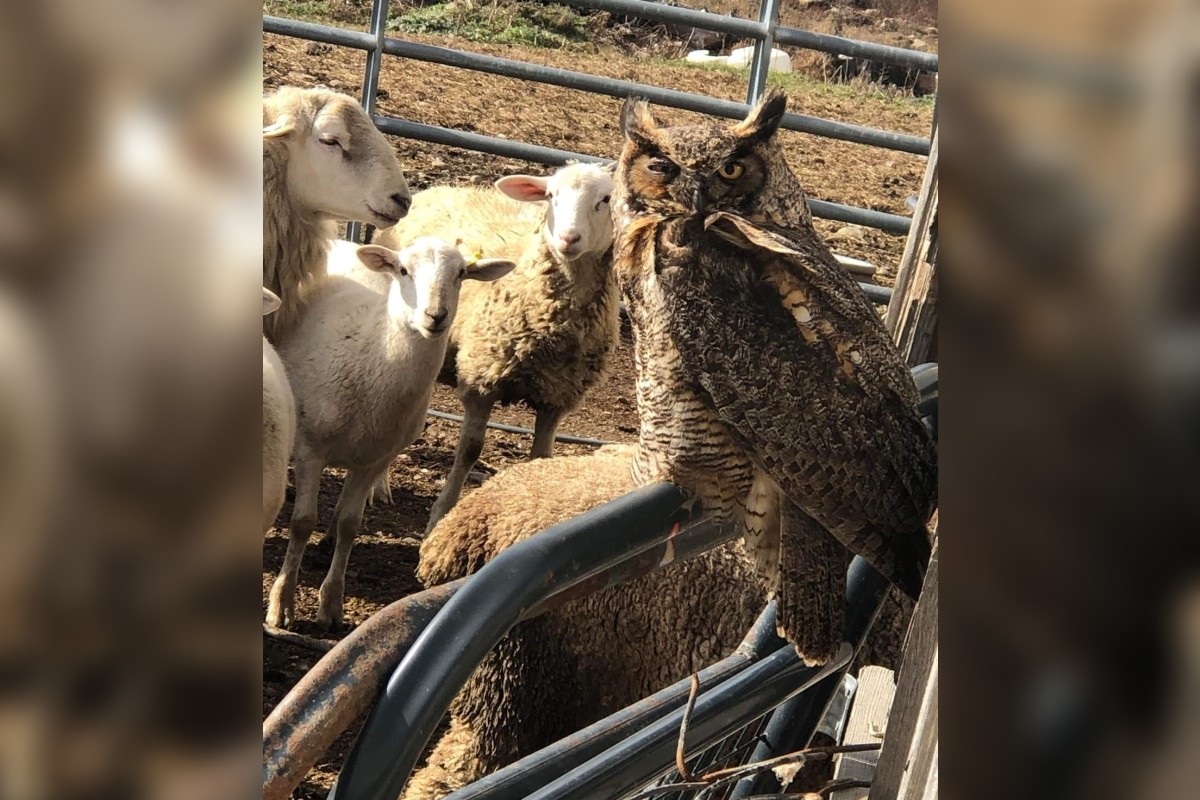 This owl has become a surprisingly important guest on one Maine farm