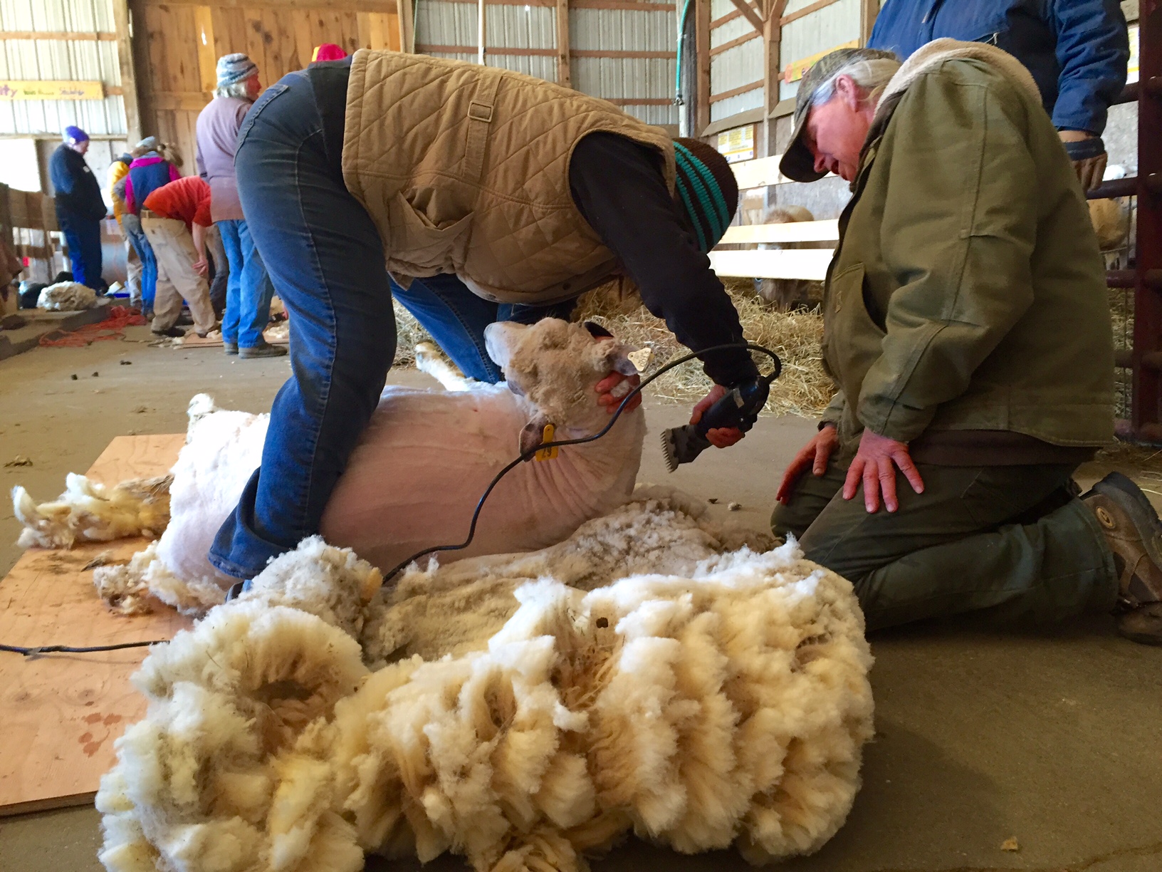 Adding sheep wool to your garden's soil can help it thrive