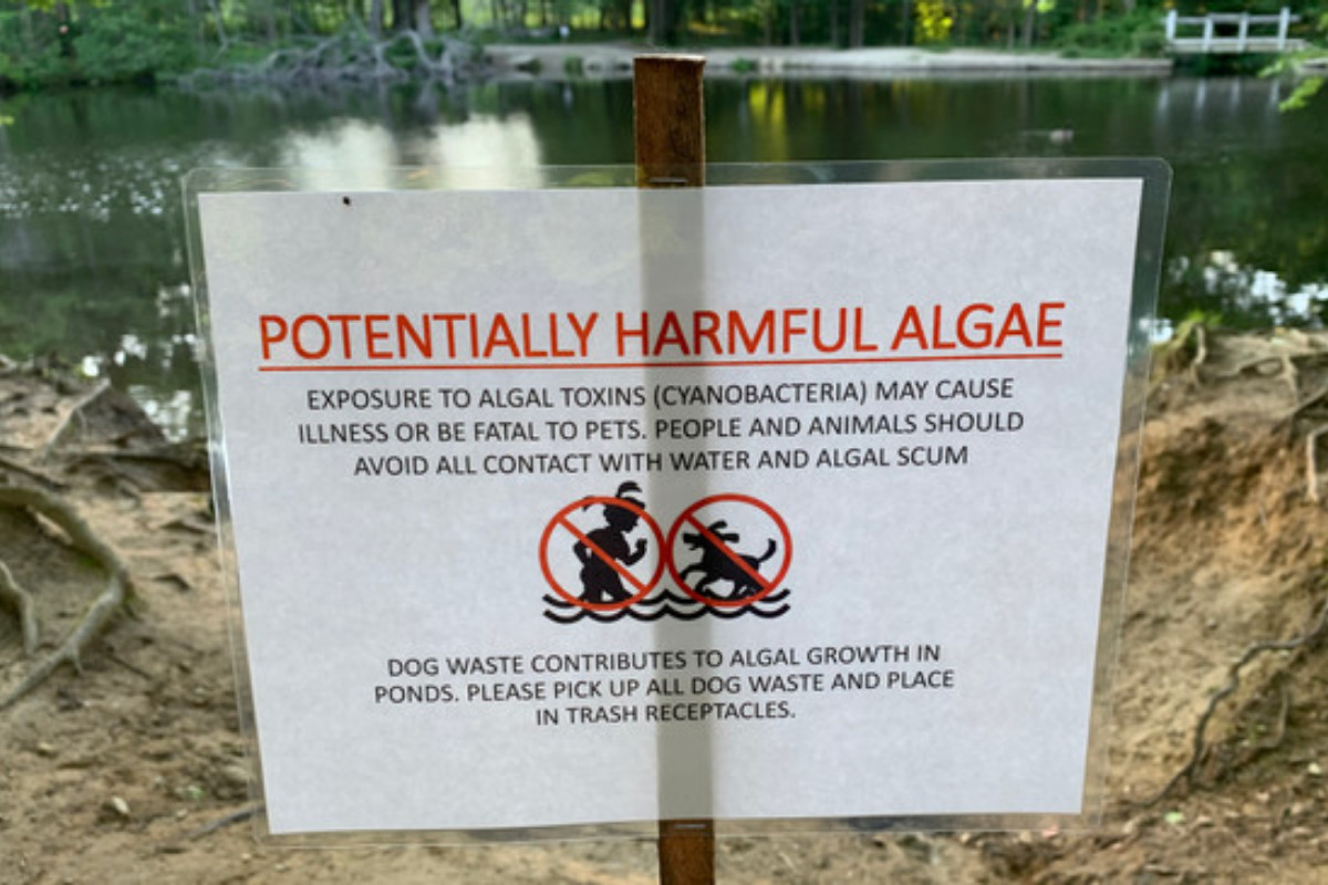 Toxic Blue-green Algae Found At South Portland Park For 4th Year In A ...