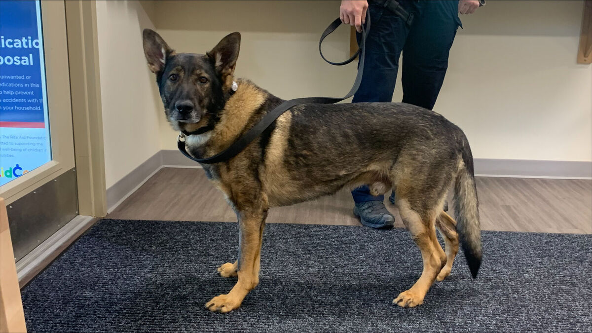 Maine police dog stabbed during standoff almost ready to return to duty ...