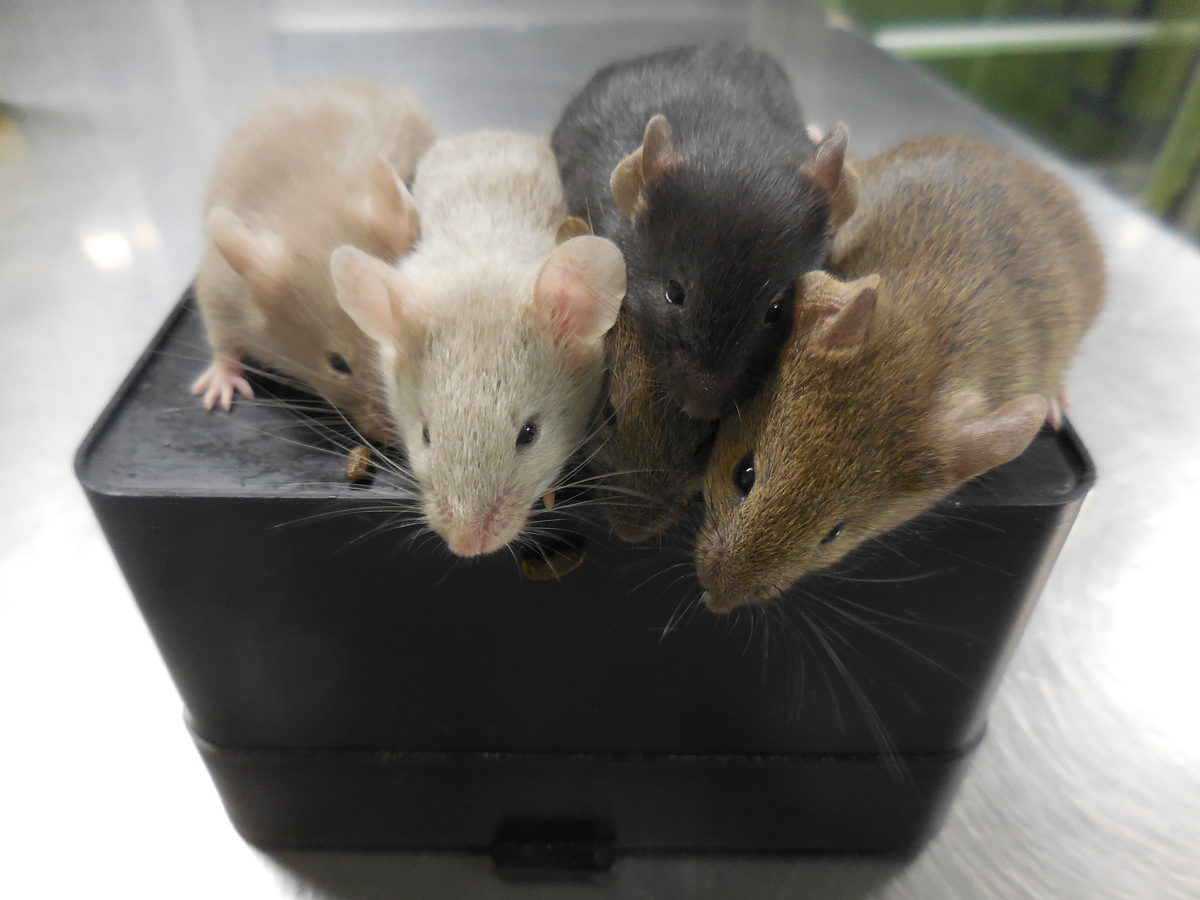 For 1st time, scientists create mice with cells from 2 males