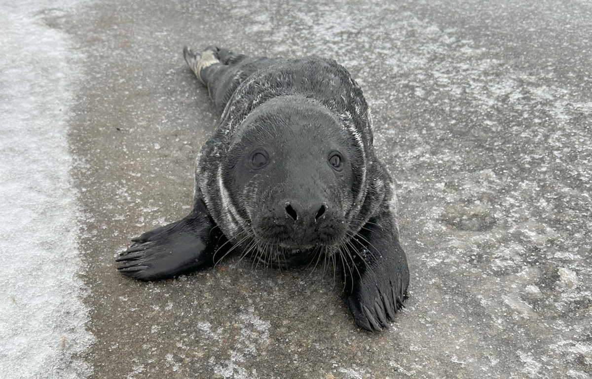 Executive Departments Seals