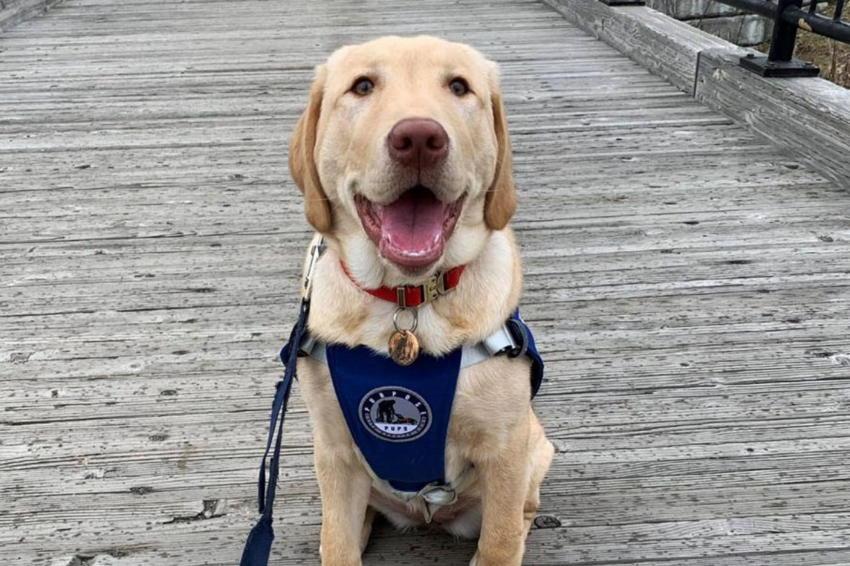 Maine lawmakers decide courthouse dogs are too cute for criminal court