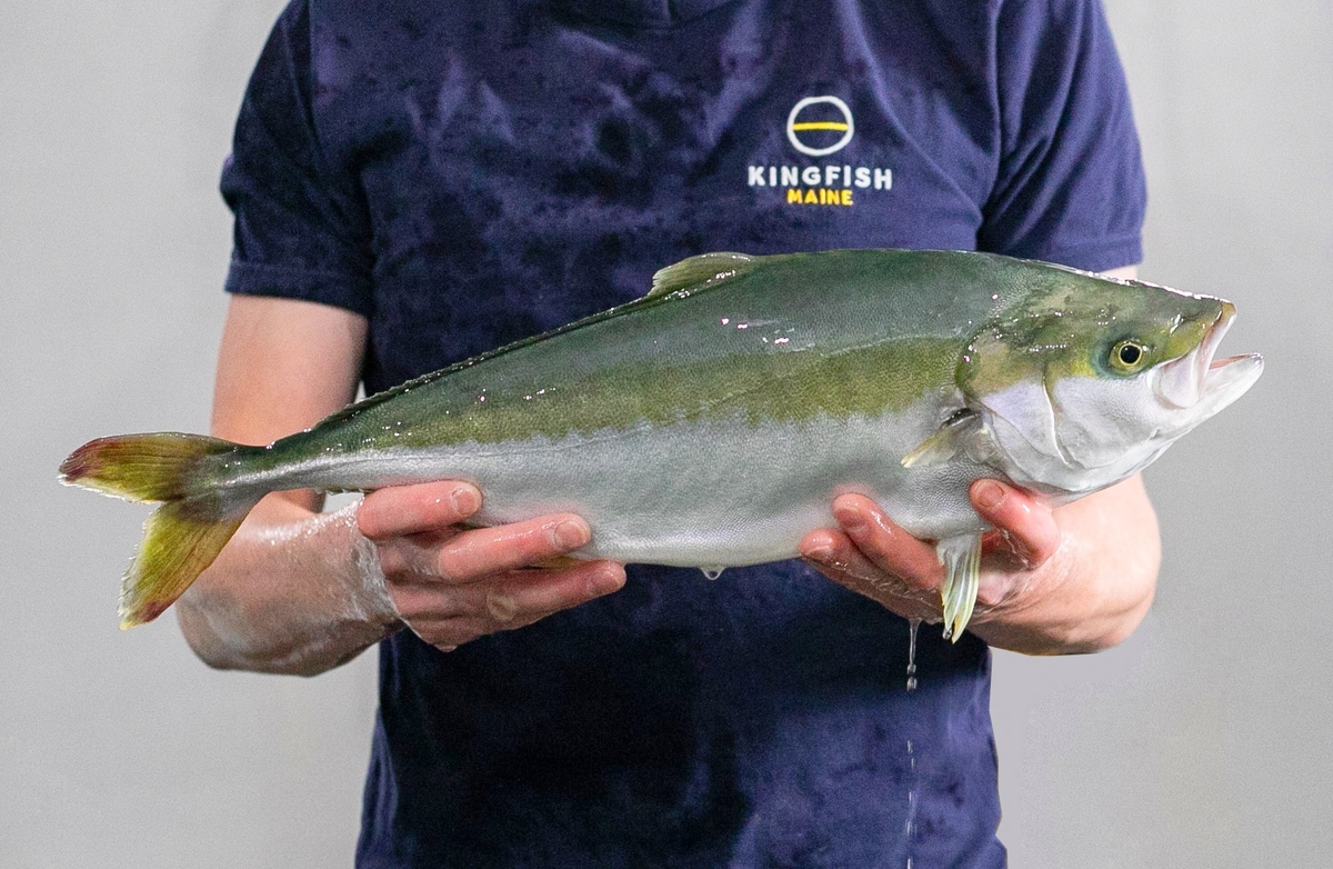 1st commercial batch of Kingfish’s Maine-farmed yellowtail ready for ...