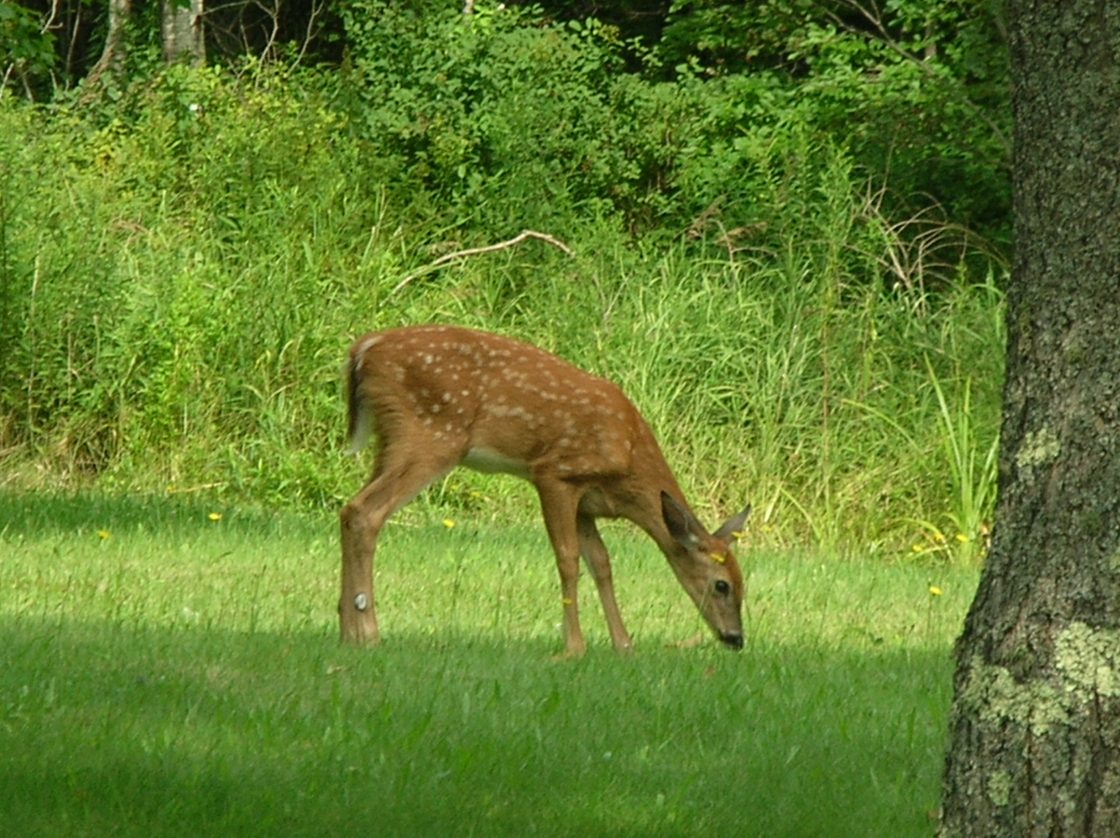 Deciduous Forest Baby Deer