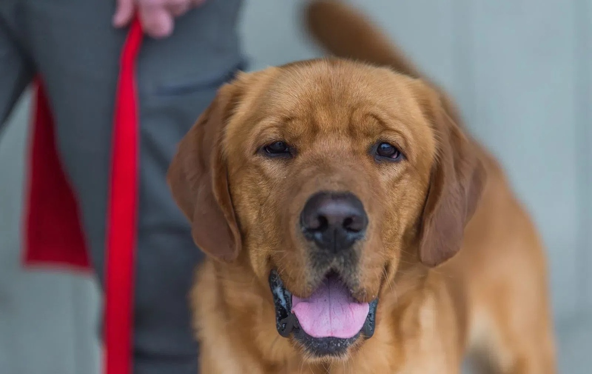 Cheeto the dog will help investigate Maine fires