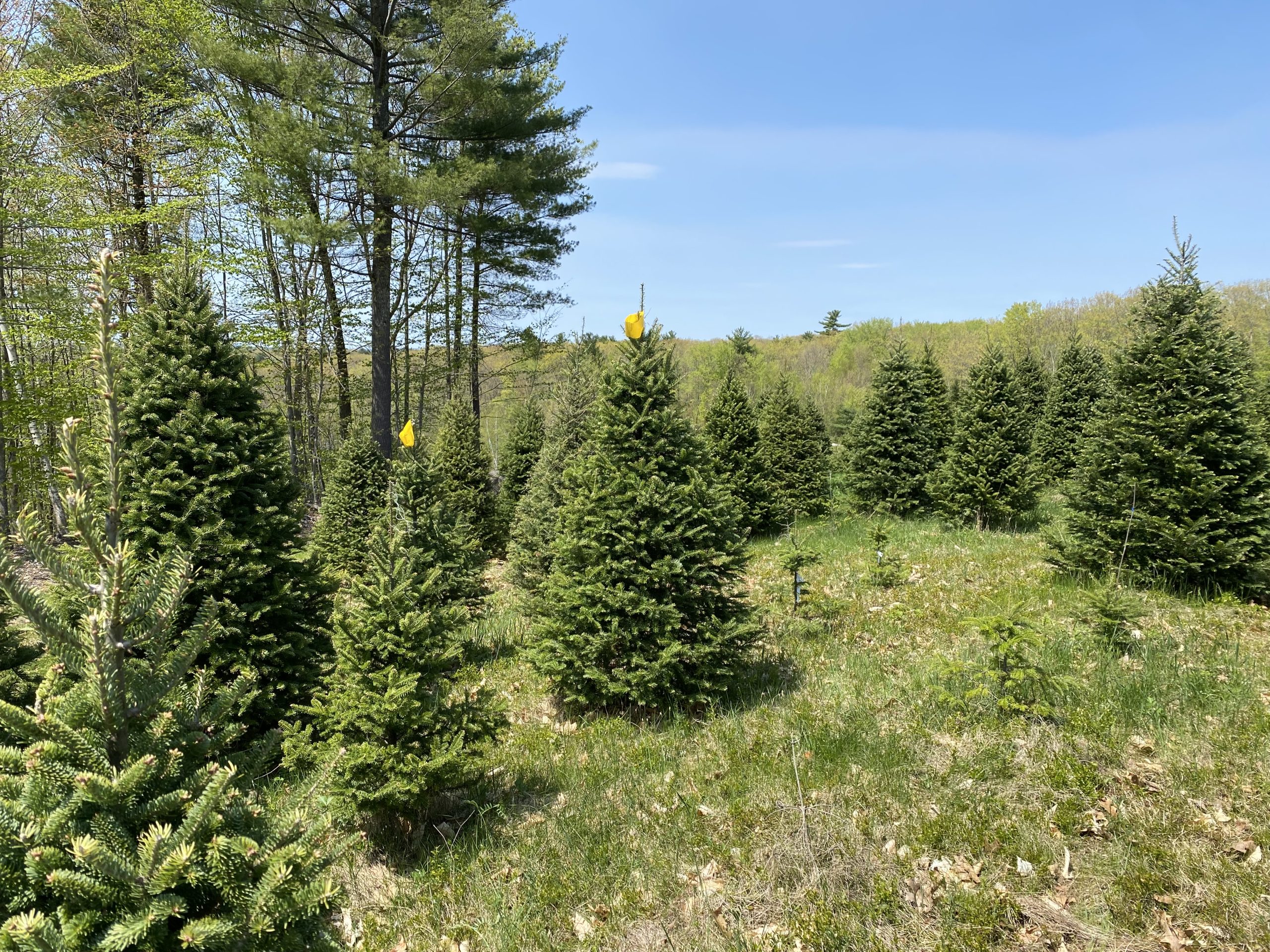 UMaine Extension offers workshop on pests in Christmas tree production