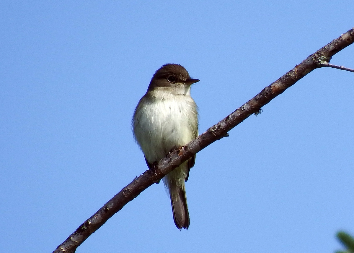 I might be cuckoo because I’ve seen 613 bird species