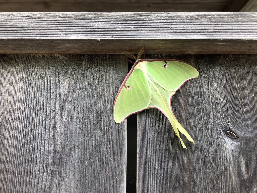 Insects through the Lens of a Camera - Bangor Daily News