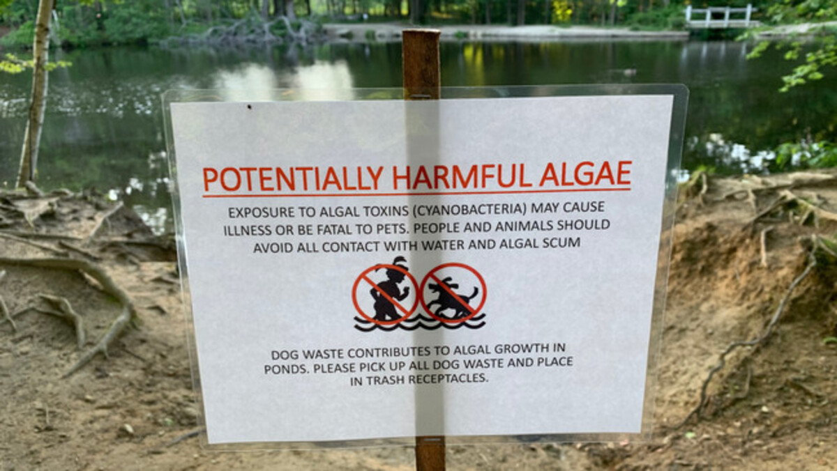 Dog-killing algae found in South Portland park for 5th year in a row