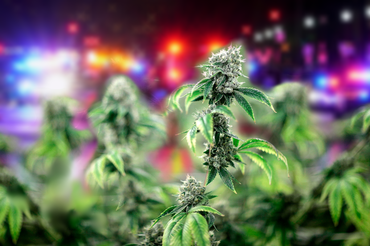 Leaked memo: Hundreds of illegal Chinese weed grows in Maine