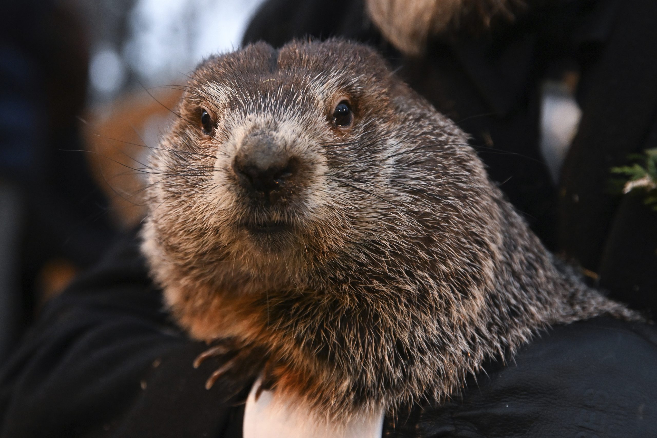 Rabid Groundhog Bites Brunswick Town Councilor