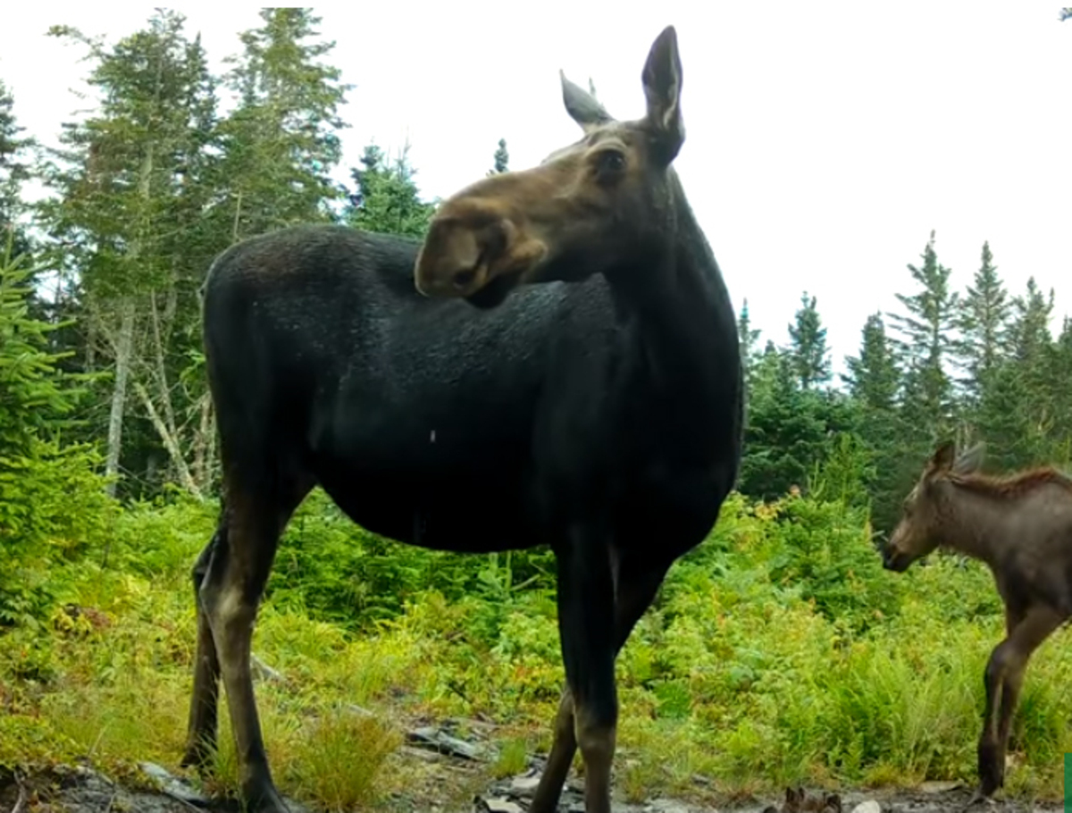 Moose hunters will hit the woods starting Monday for 2nd round