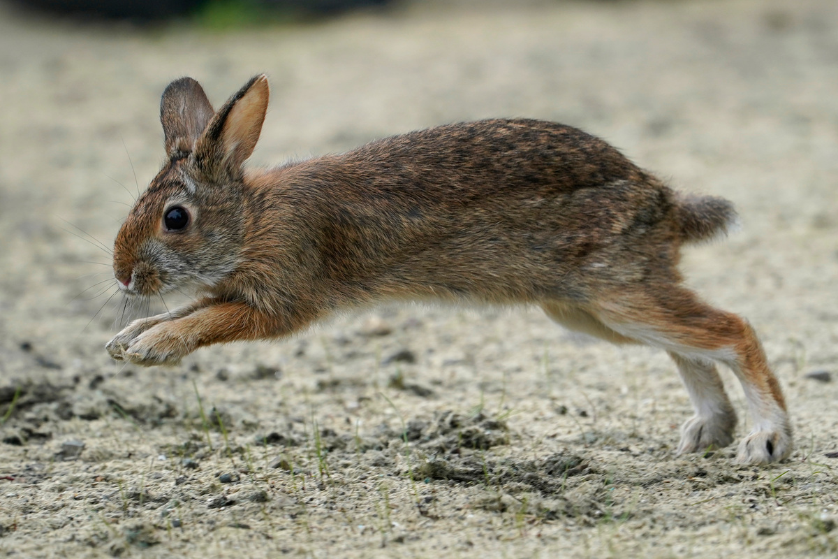 Cottontail rabbits released in Maine refuge as part of effort to bring ...