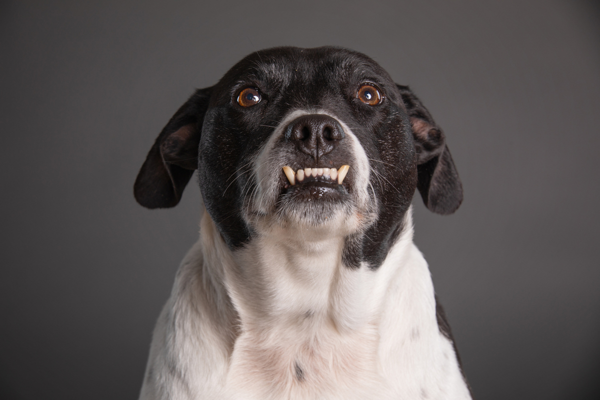 Maine photographer took portraits of more than 100 dogs for book