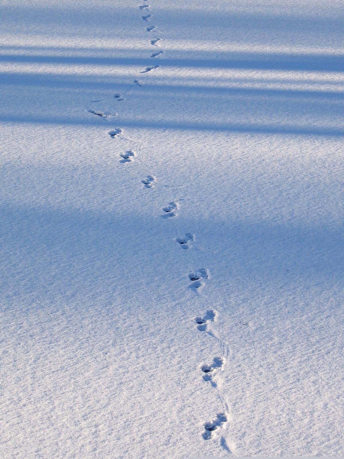 WILDLIFE TRACKING - Bangor Daily News