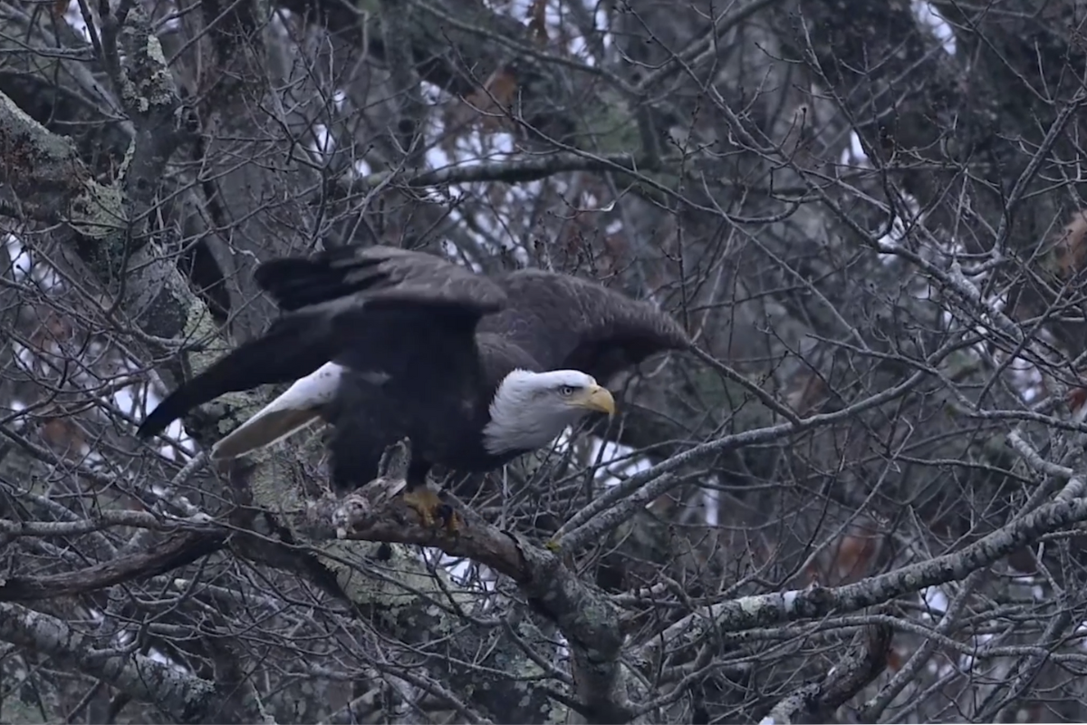 You will appreciate the power and grace this eagle demonstrates