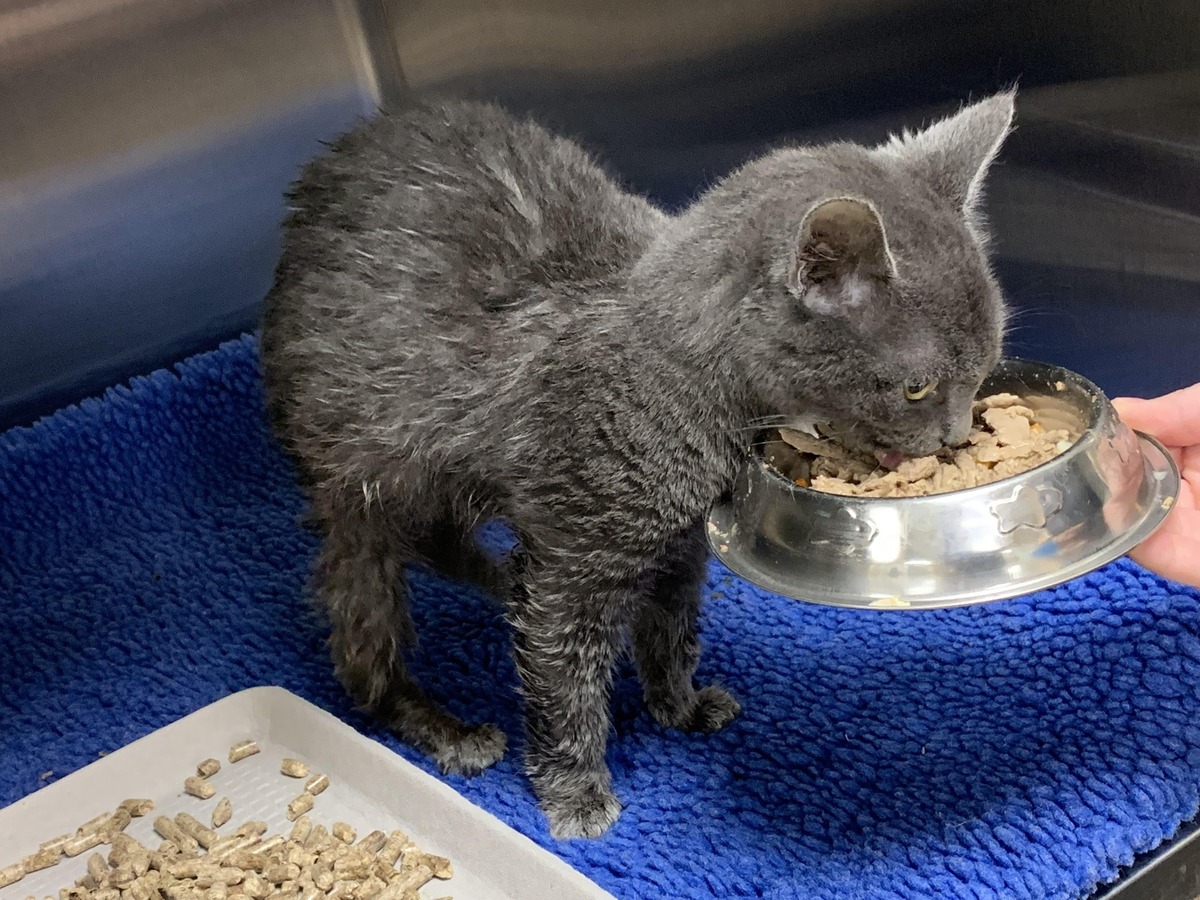 Maine man accused of abandoning 6-month-old kitten in sealed tote