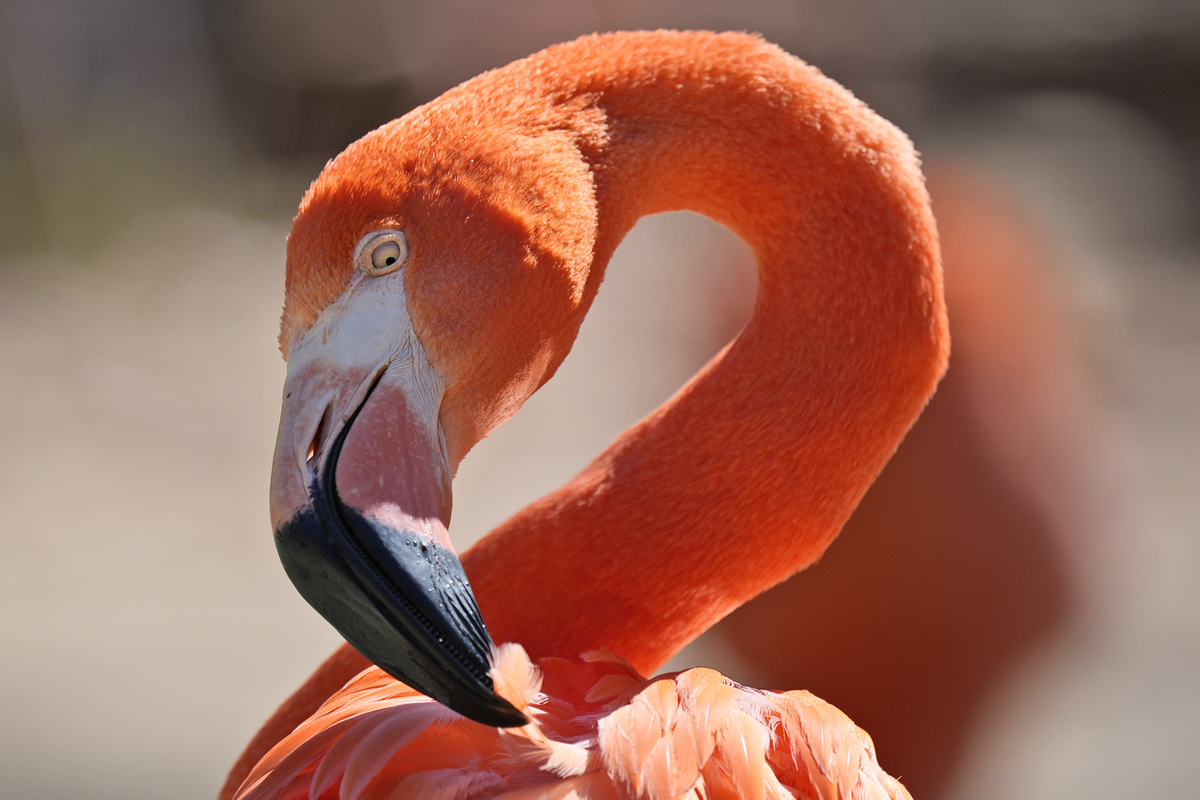 Flamingo makes rare appearance in New England