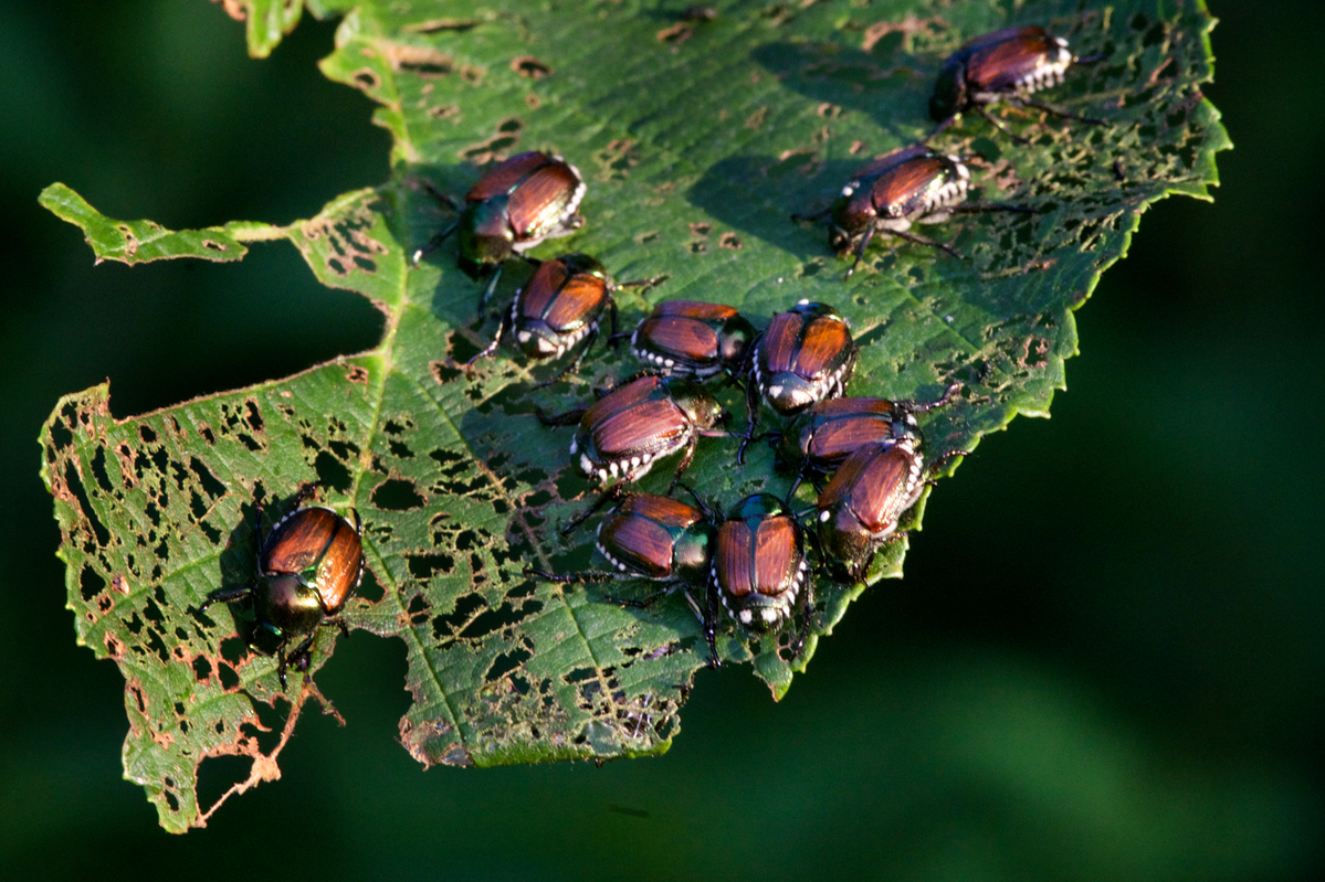 Bokep indonesia doodstream there are just a couple of