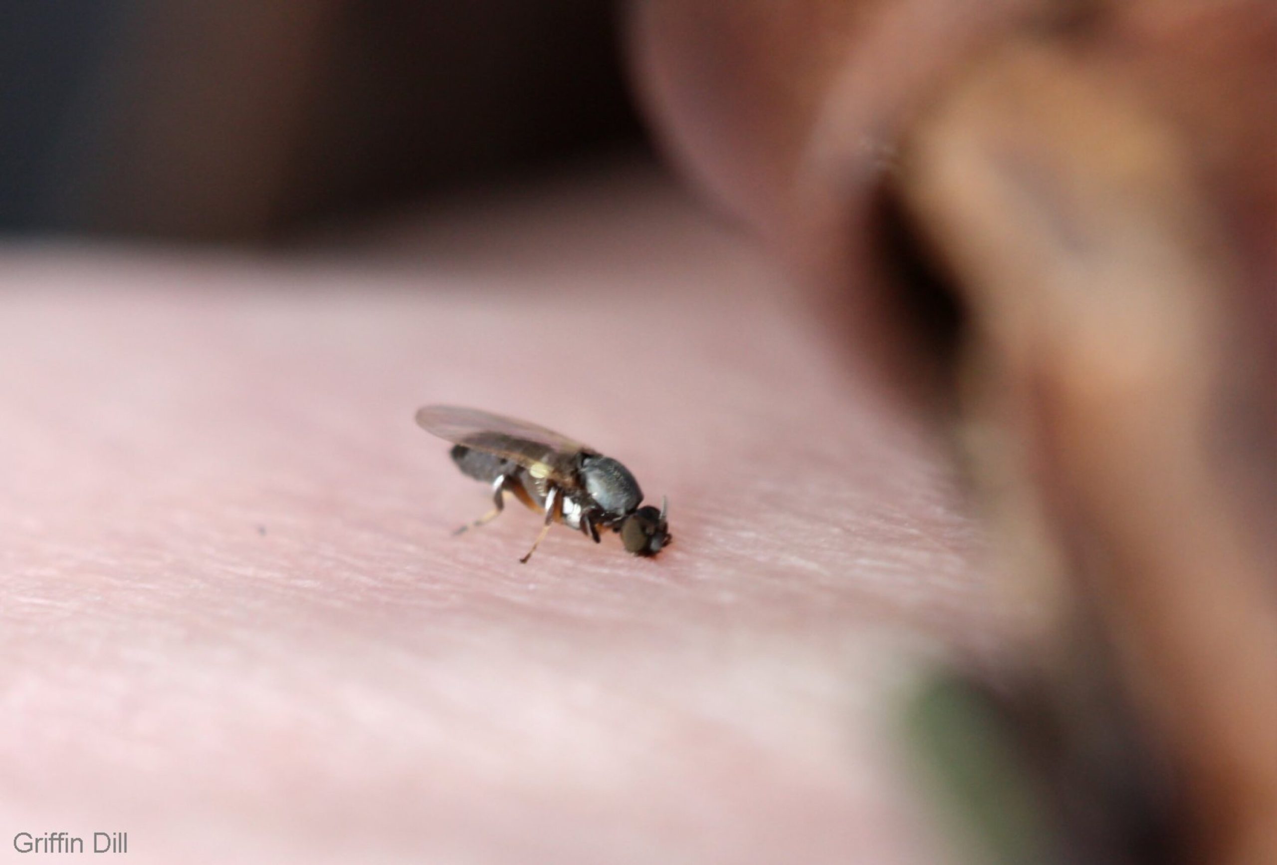 Letter: Baby oil is a surefire blackfly repellent